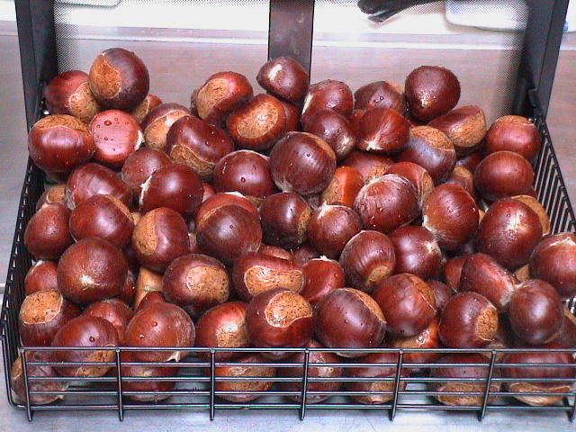 Mai Thai Wanderings: Picking chestnuts in the fall at Solomons Island ...