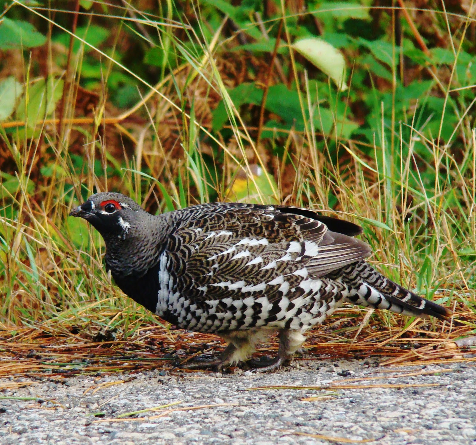 The Plover Nest: Fool Hen