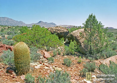 Bonnie Rannald's Photo-Explorations in focus with nature. : Red Rock's ...