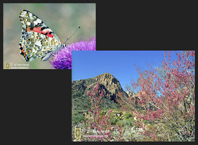 Bonnie Rannald's Photo-Explorations in focus with nature. : Red Rock's ...