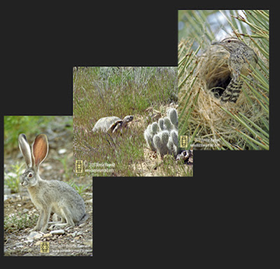 Bonnie Rannald's Photo-Explorations in focus with nature. : Red Rock's ...