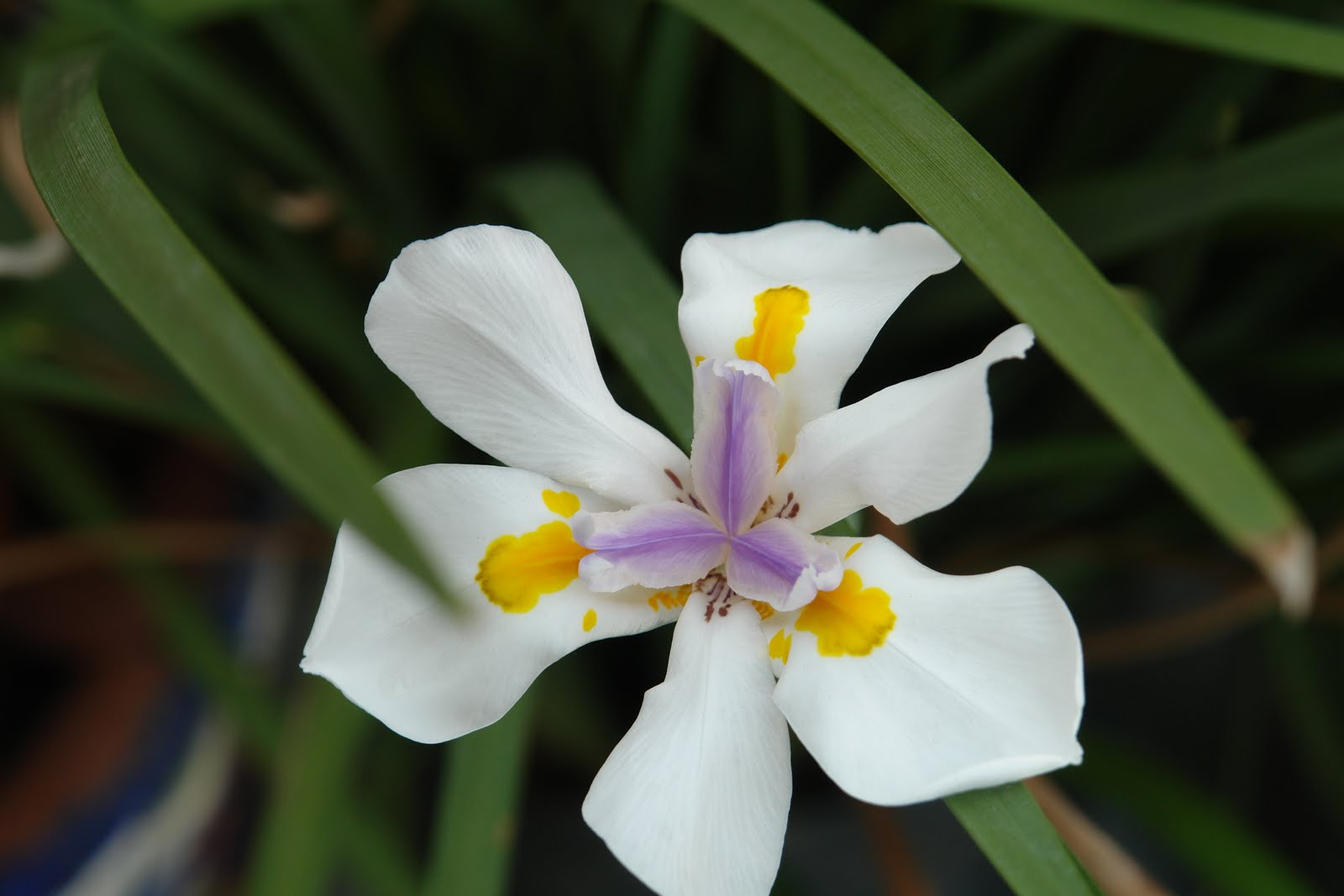 Jardinería Caeli: Flor de Lirio Persa