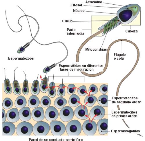 Bettini Biológico: Gametos y fecundación