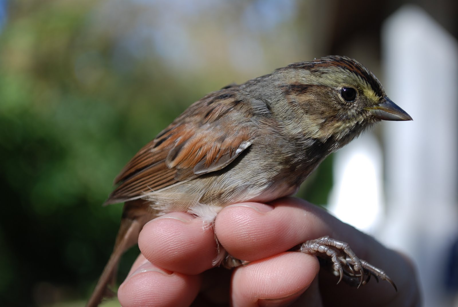Minnesota Birdnerd: Sparrow Time