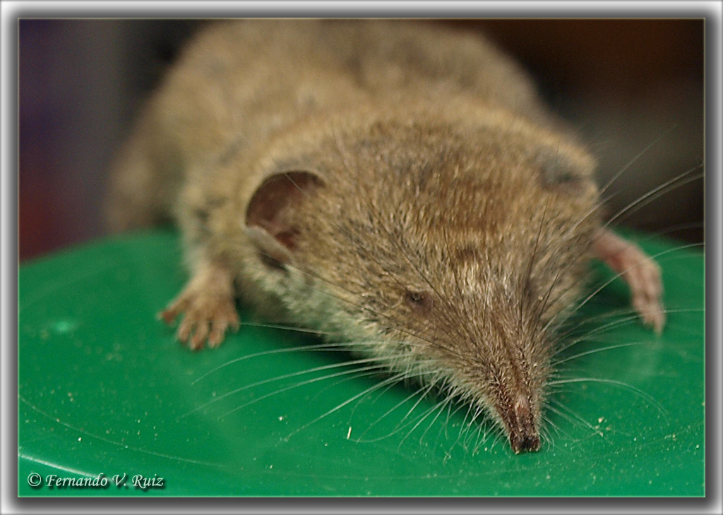 MAMÍFEROS EN LA RIOJA: Musaraña común (Crocidura russula)