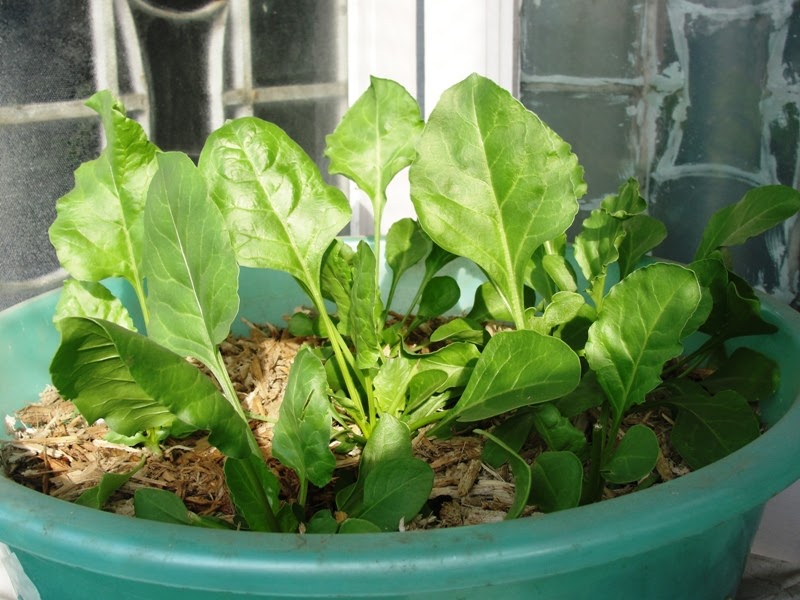 Urban Leaves India: A hands on session for learning "How to create a ...