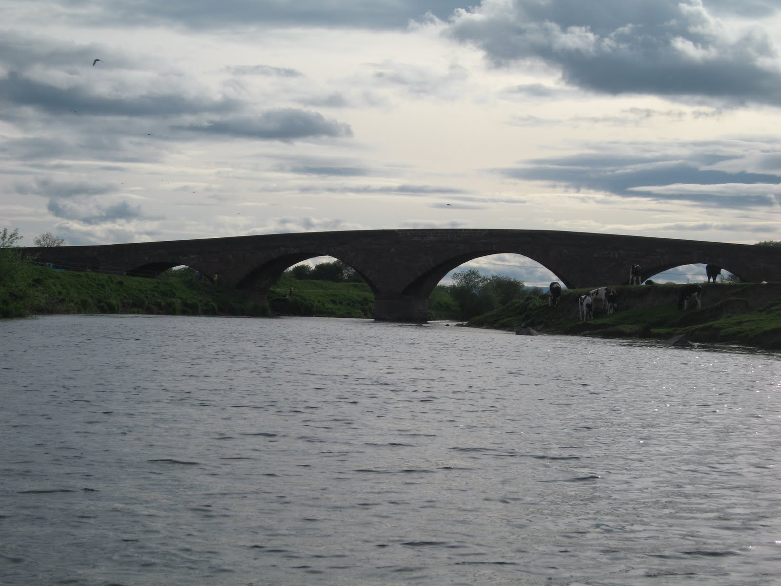 Beavers at Bamff: Crathie Bridge to Couttie Bridge on the River Isla