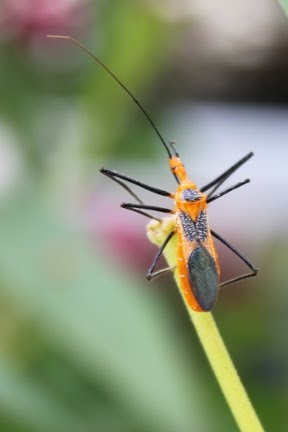 Fold, Fallow and Plough: Leaf-Footed Bugs - The Babies