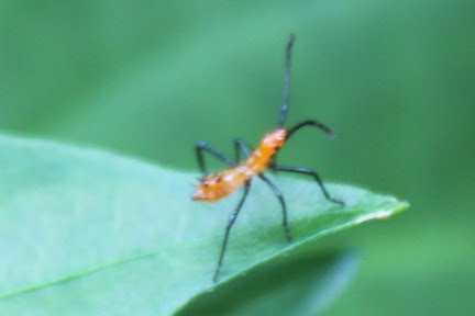 Fold, Fallow and Plough: Leaf-Footed Bugs - The Babies