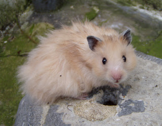 Le Grand Livre du Hamster: Syrien yellow angora