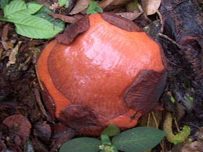 Amazing Facts: Stinking Corpse Lily