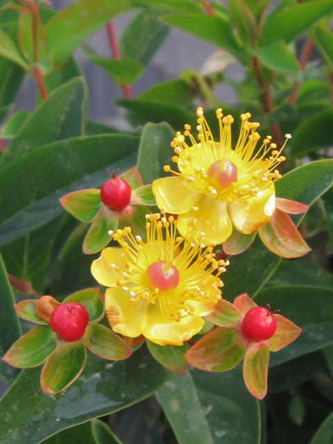 IPN Leaf Line: Check out our NEW Hypericum androsaemum 'Ignite Scarlet Red'