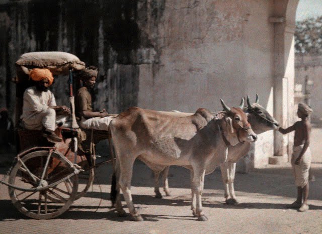 A Cattle-Drawn Carriage Carries Jaipur's Aristocracy - 1926 - Old ...