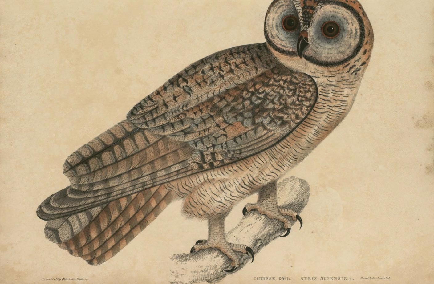 Illustrations of Indian Zoology (1830 - 1835) - Part 1 - Old Indian Arts