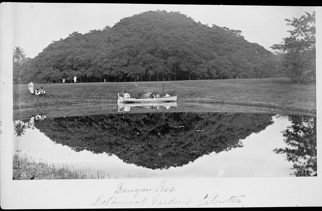 Great Banyan Tree at Botanical Gardens in Howrah near Calcutta (Kolkata ...