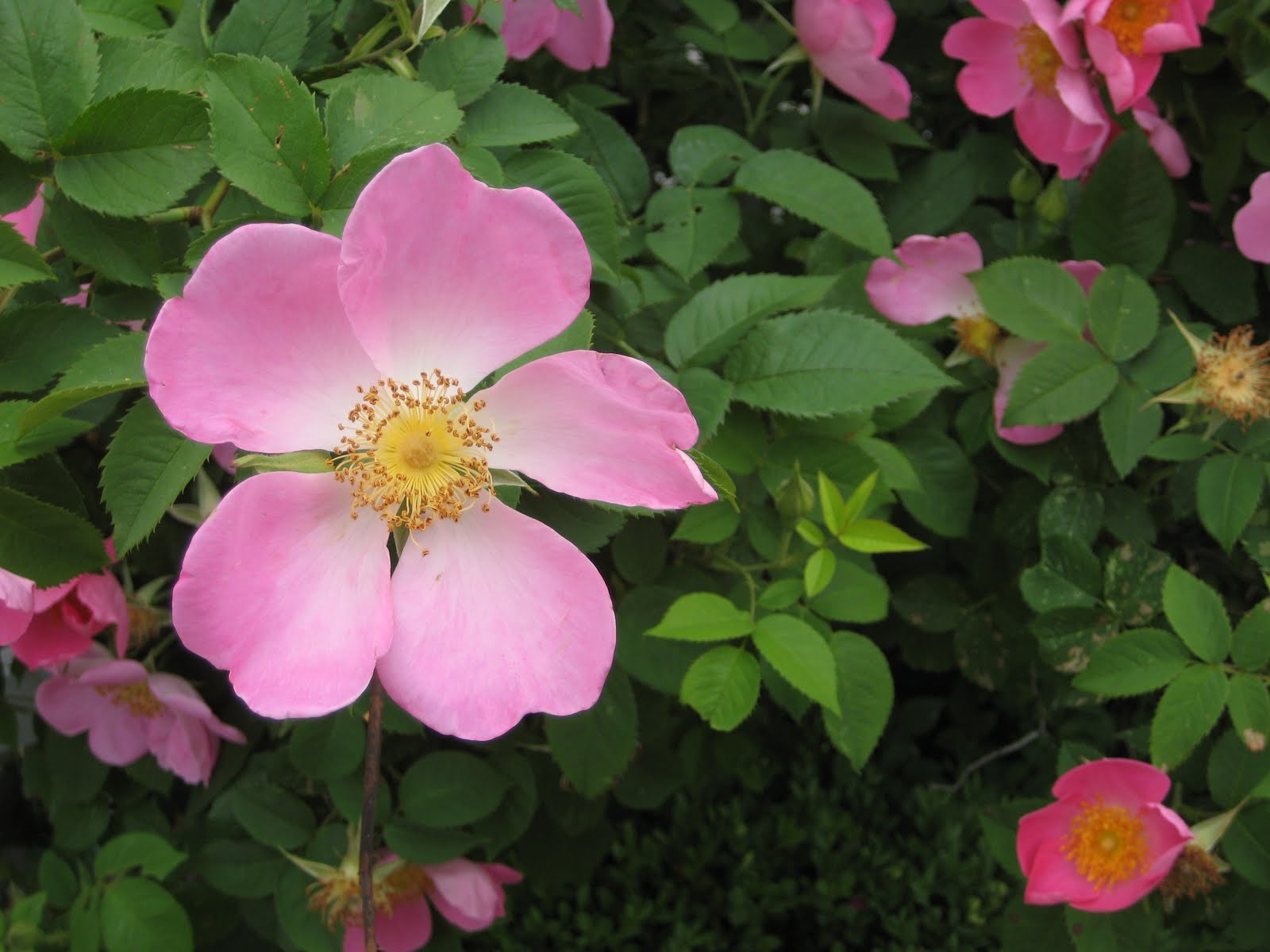 The Gardener's Eye: Rosa 'Complicata' : Not Complicated at All