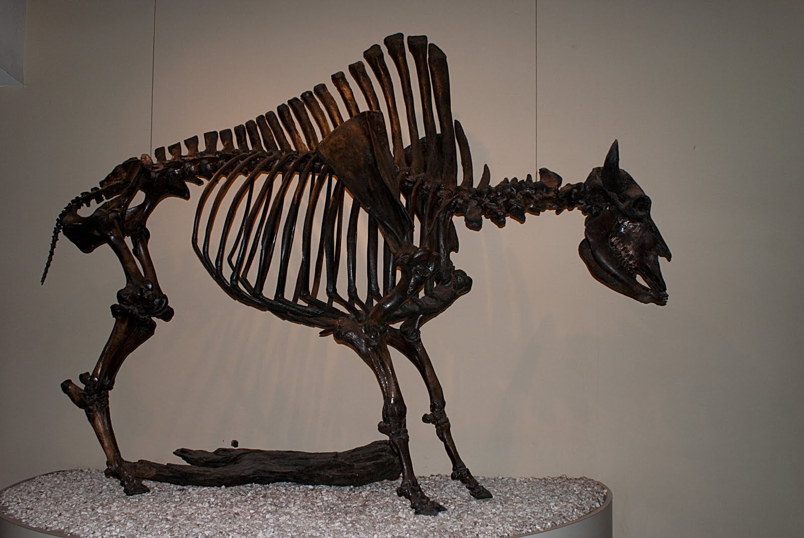 1000+ images about Anatomy - animal - Artiodactyla on Pinterest ...