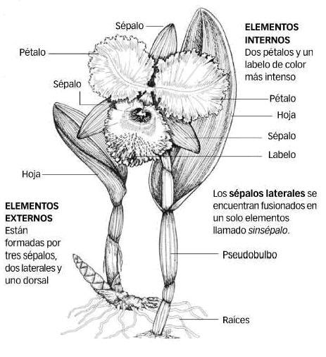 CARACTERISTICAS | Orquídeas del Tequendama