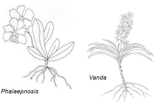 CARACTERISTICAS | Orquídeas del Tequendama