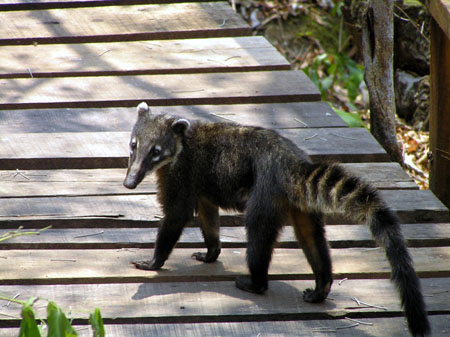 Animals bonitos - Imagui