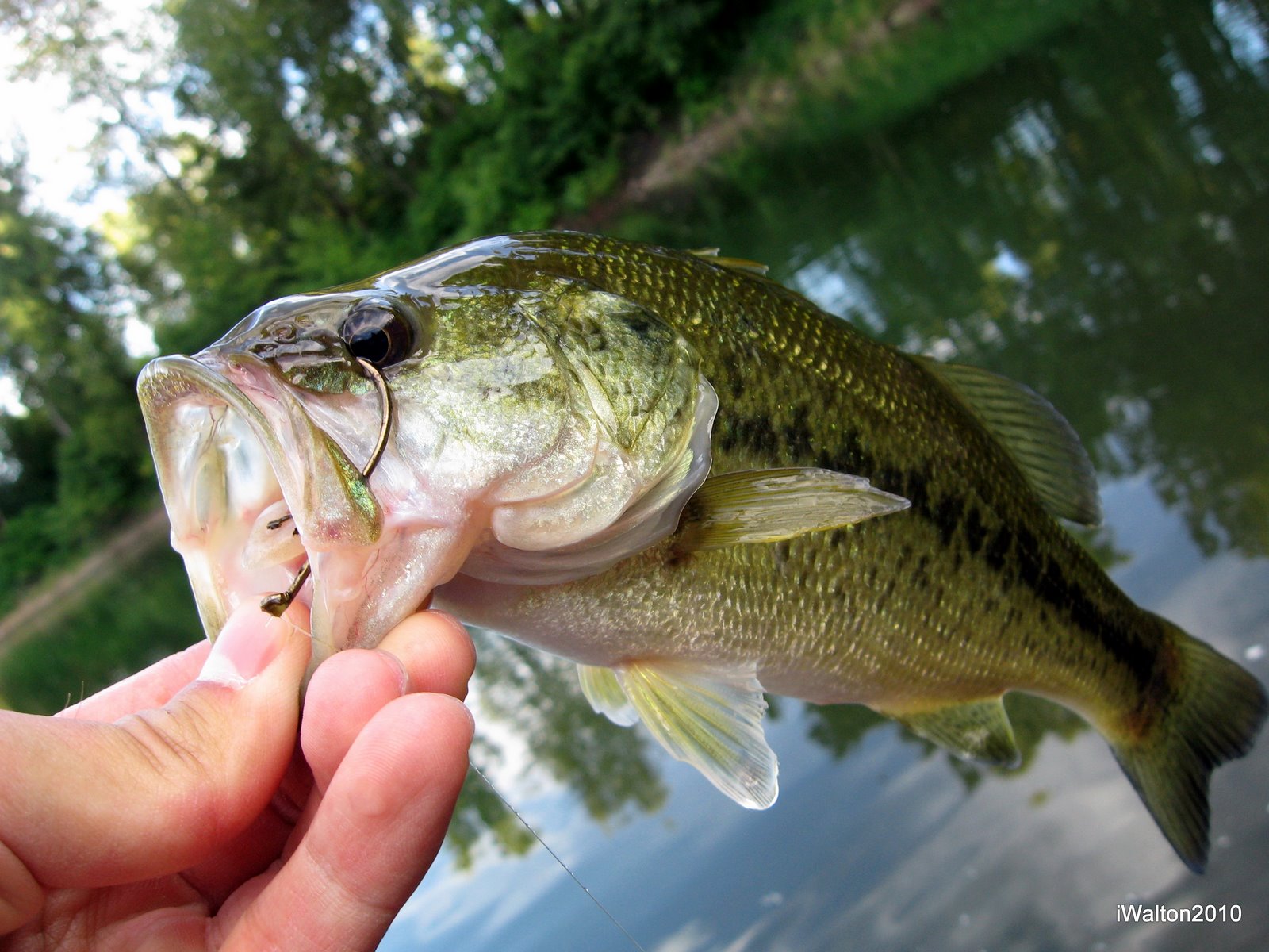 Secret Bass Ponds of Clark County - Hunting the River King