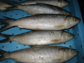 PT. Chen Woo Fishery