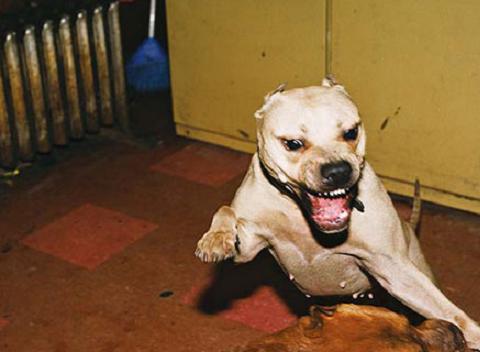 Fuego camina conmigo: Perros rabiosos