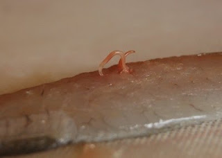 CARLY'S KITCHEN: Worms in Fish