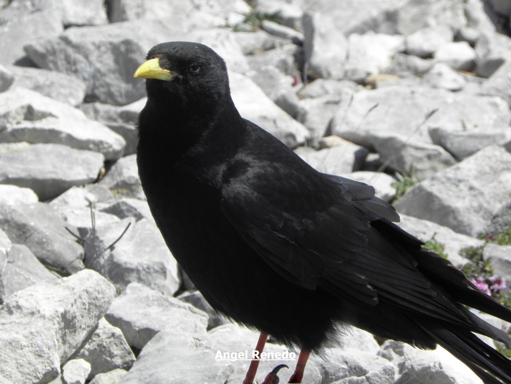 CANTABRIA, FOTOGRAFIA VIVA: Chova Piquigualda