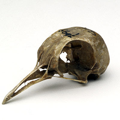 Bhavishya: RESEARCH: Dove Skeleton