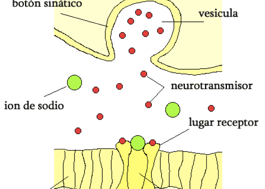 Biología 3M: PEPS y PIPS