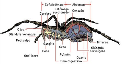 BIOLOGIA: ANATOMIA GENERAL DE UNA ARAÑA