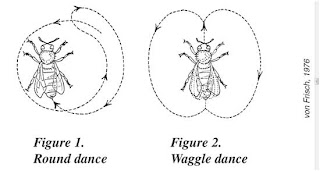 Reliable Signals: The Honey Bee "Dance"