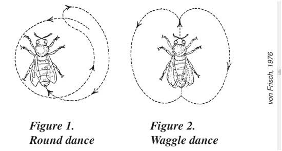 Reliable Signals: The Honey Bee "Dance"
