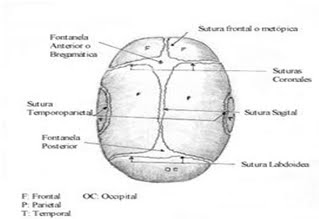 REVISION GINECO-OBSTETRICIA: Semiología Obstétrica
