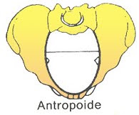 REVISION GINECO-OBSTETRICIA: Semiología Obstétrica