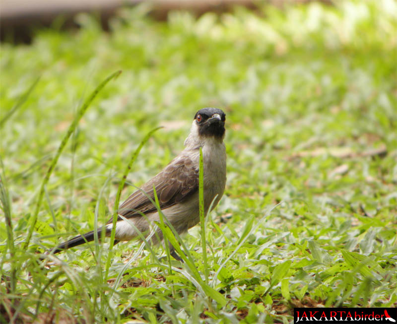 Gambar Burung Kutilang Cantik dan Eksotis | GambarBinatang.Com