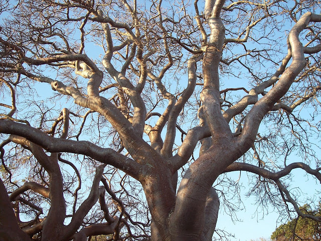 MadSnapper: Gumbo Limbo Tree (Bursera simaruba) RePOST 2009