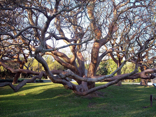 MadSnapper: Gumbo Limbo Tree (Bursera simaruba) RePOST 2009
