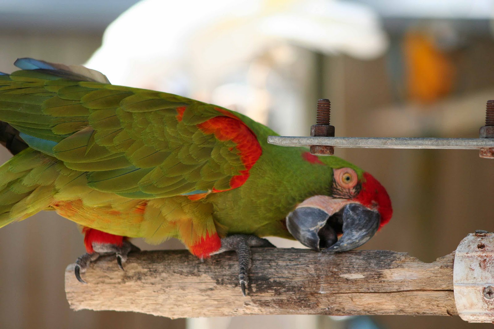 MadSnapper: Red Fronted Macaw