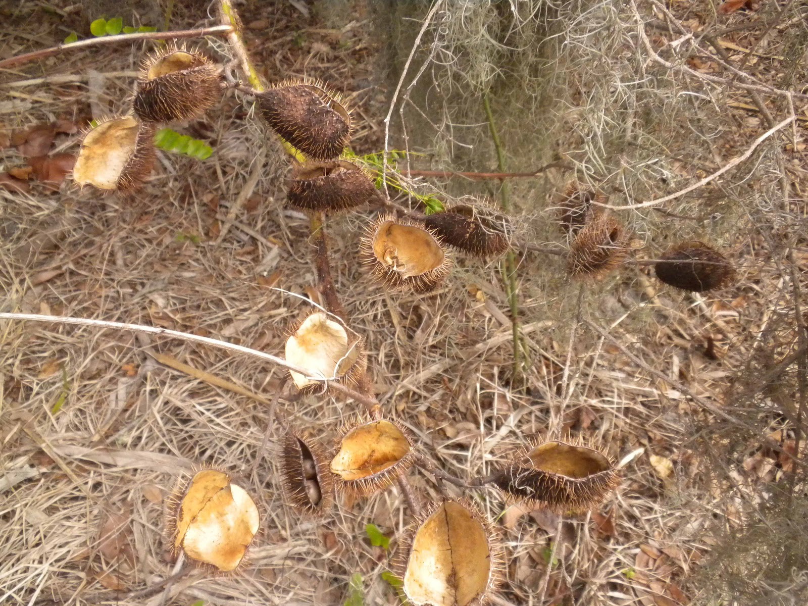 MadSnapper: Nickernuts (Caesalpinia)..