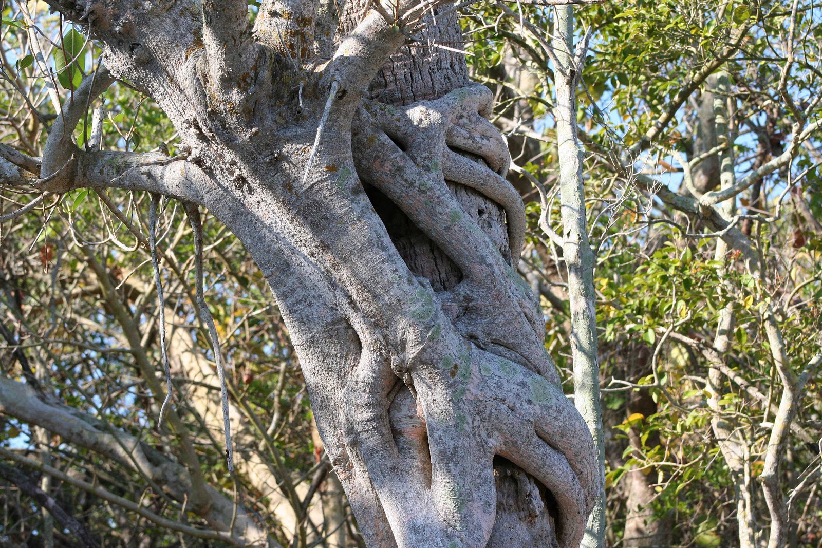 MadSnapper: Amazing Trees out there (strangler figs and banyans)