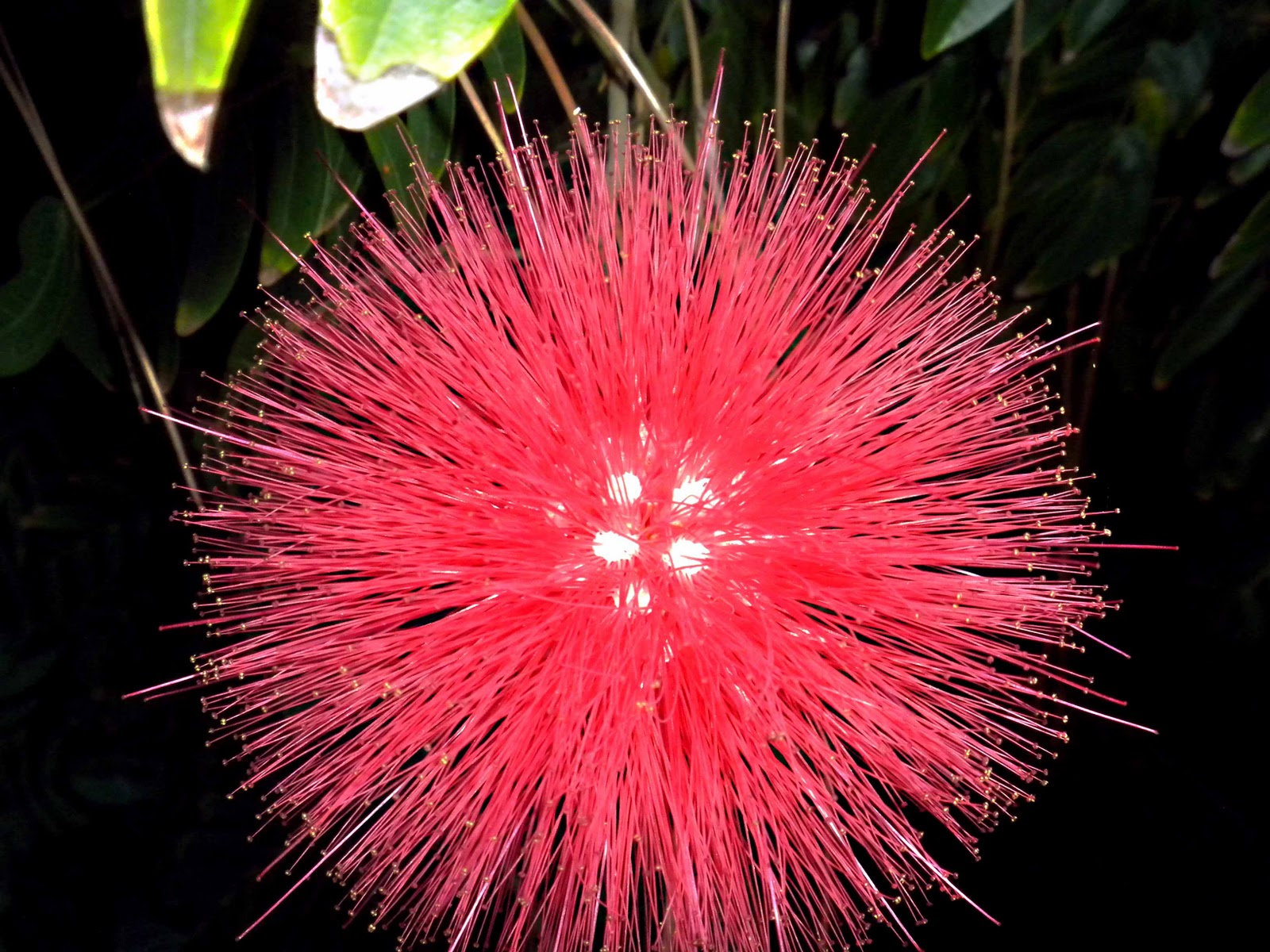 MadSnapper: Christmas Calliandra