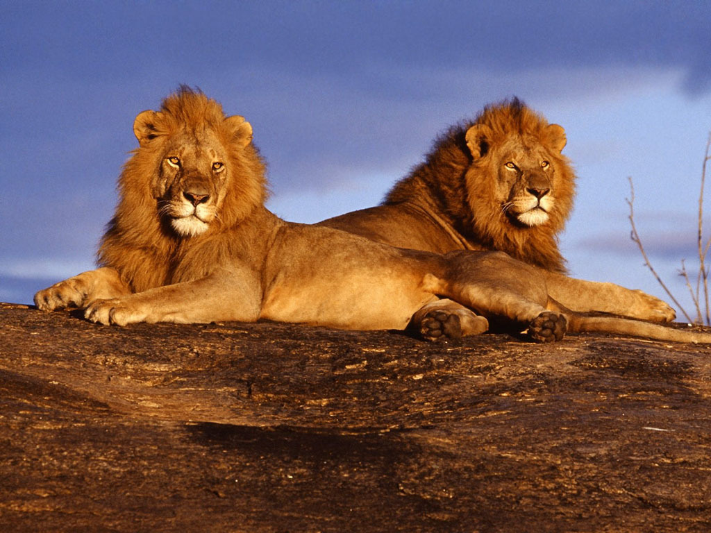 Animals: Lions