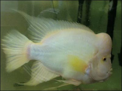 :: JAYAPURA IKAN HIAS