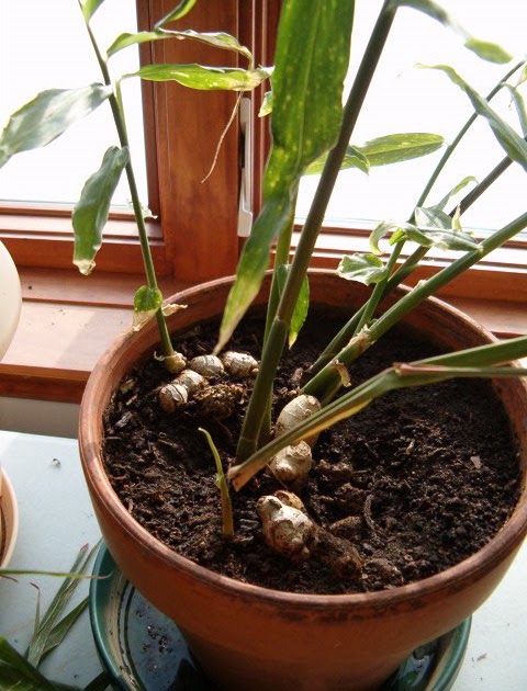 Plants and Stones: Fresh, Really Fresh, Ginger