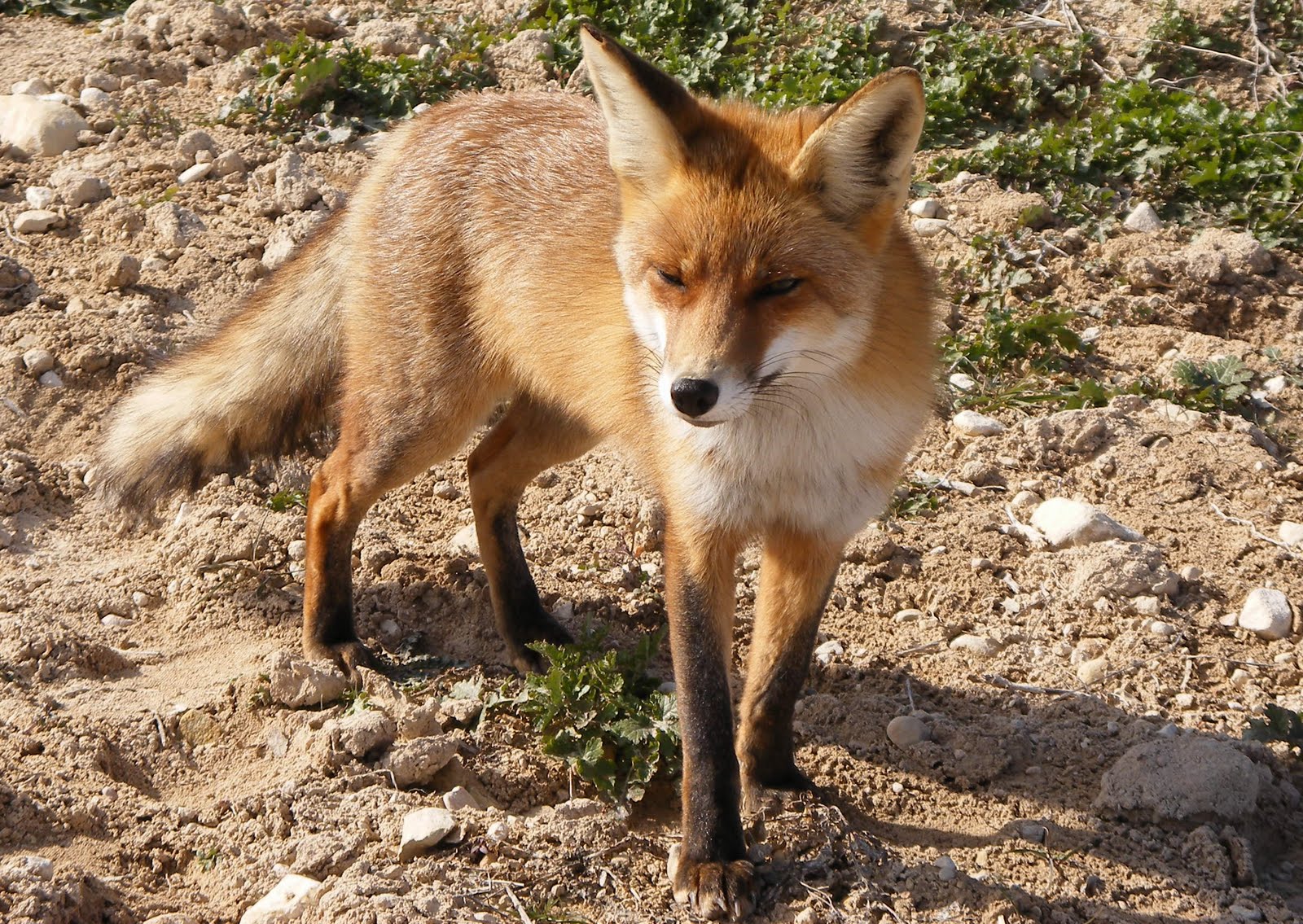 Contacto Natura: Zorro