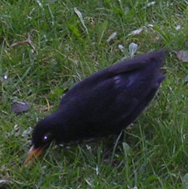 Creative And Faithful: Garden Birds ~ Stubby the black bird.