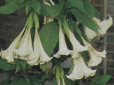 DROGAS...¿Para qué?: Floripondio