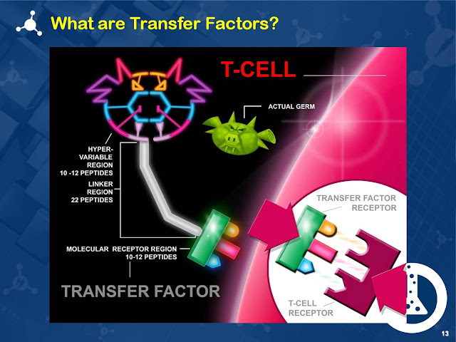 TRANSFER FACTOR 4 LIFE: What is TF